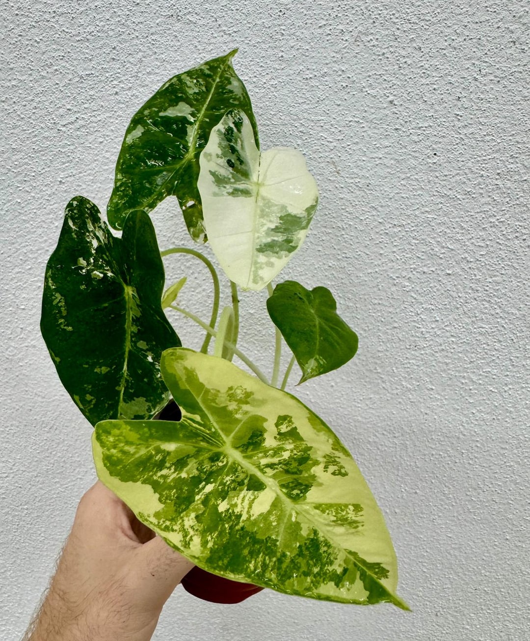 Alocasia Variegated Frydek Starter Plant (ALL STARTER PLANTS Require ...