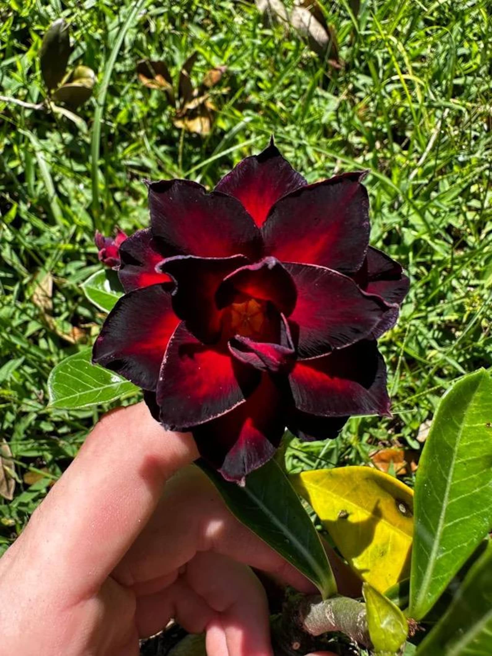 Desert Rose “queen Spade” Adenium Obesum Rare Flower Starter Plant ...