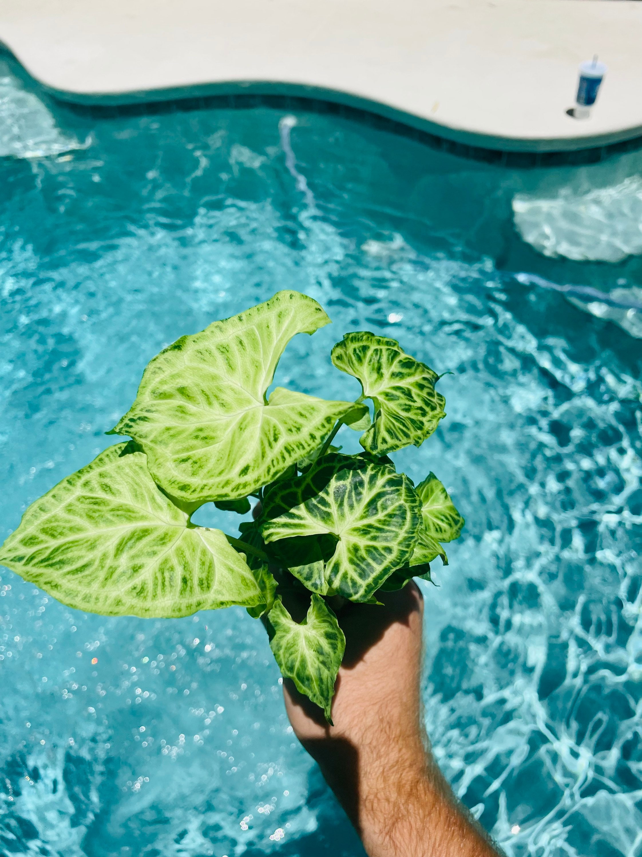 Syngonium Batik Starter Plant all Starter Plants Require You - Etsy