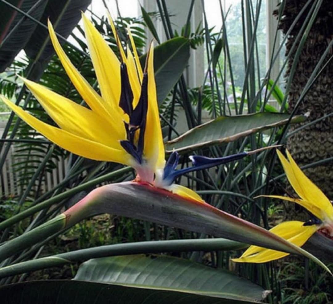 Yellow Bird of Paradise 2”pot **(ALL Plants Require You to Purchase ANY ...