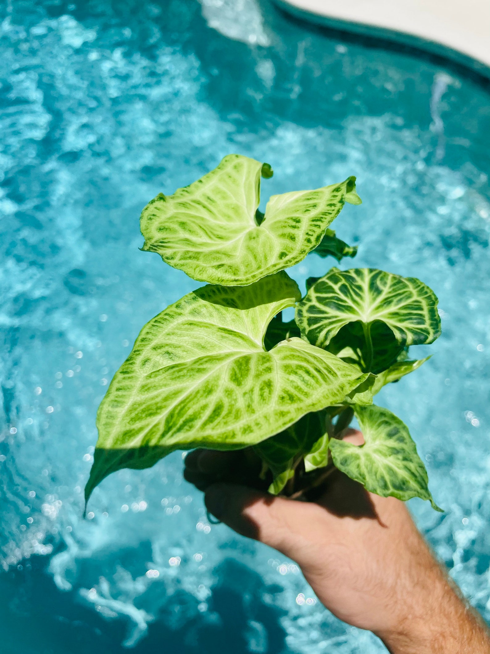 Syngonium Batik Starter Plant all Starter Plants Require You - Etsy