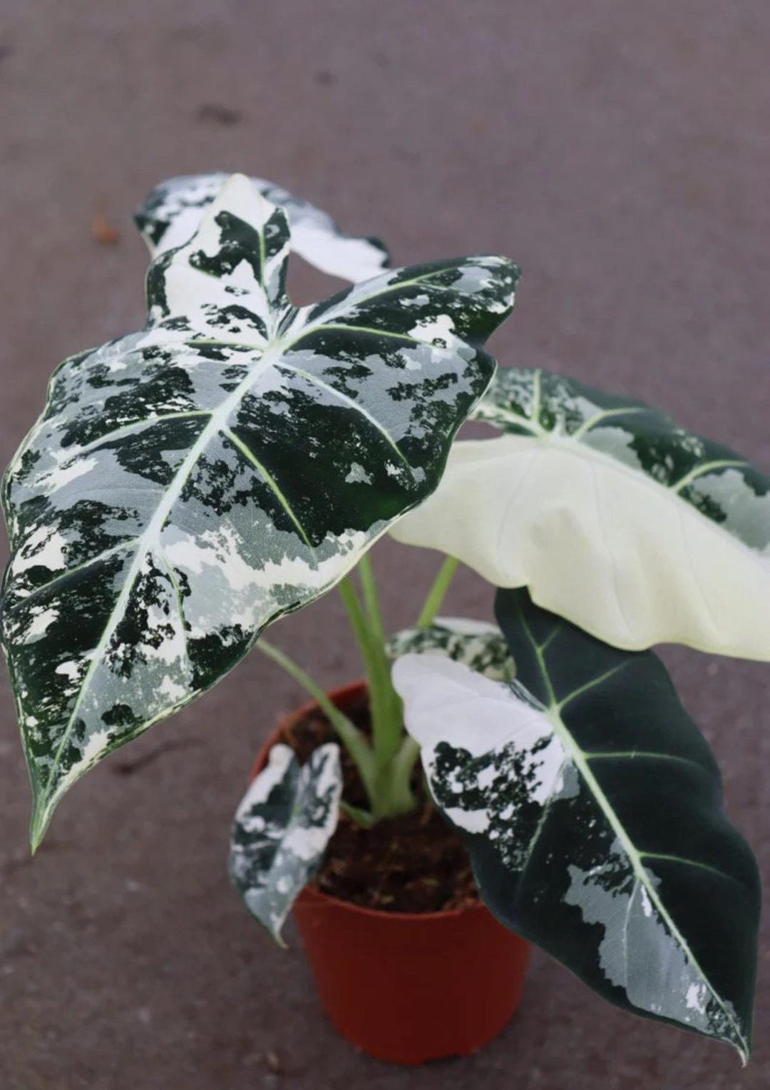 Alocasia Variegated Frydek Starter Plant **(ALL Plants Require You to ...
