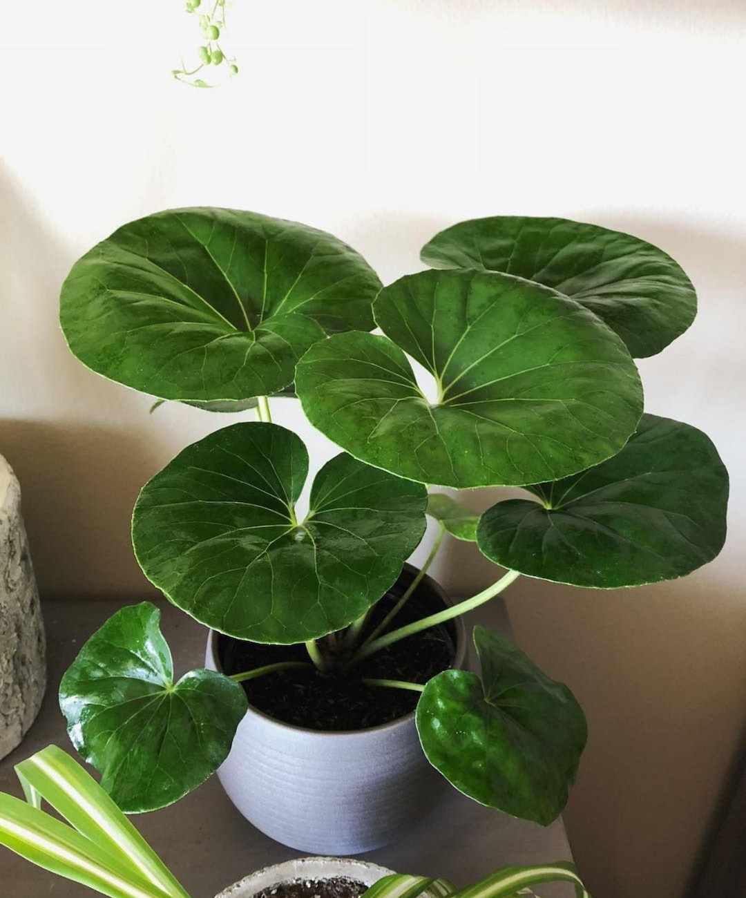 Farfugium Japonicum 'gigantea' Starter Plant (all Starter Plants ...