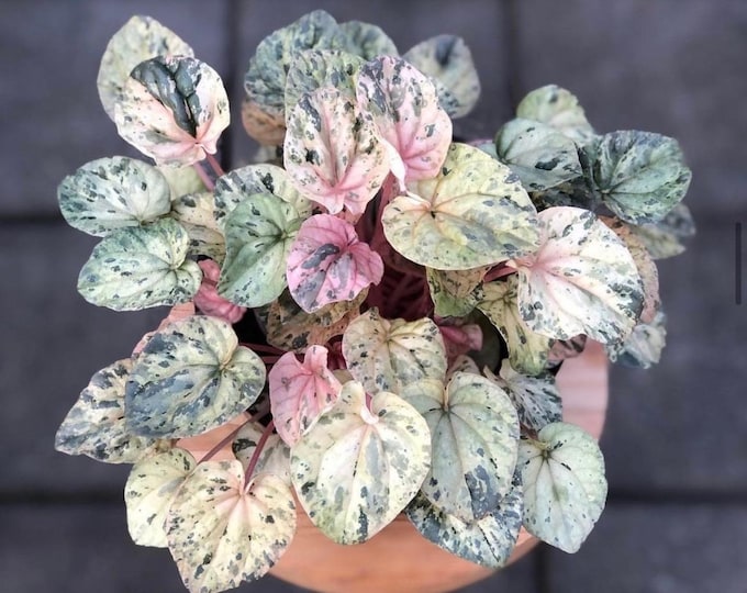 Peperomia Peaches & Cream - Tropical Plant - Colorful Houseplants ...