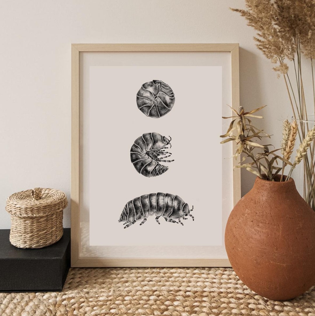 Isopod Print Graphite Illustration Roly-poly Pill Bug Woodlouse Bug ...