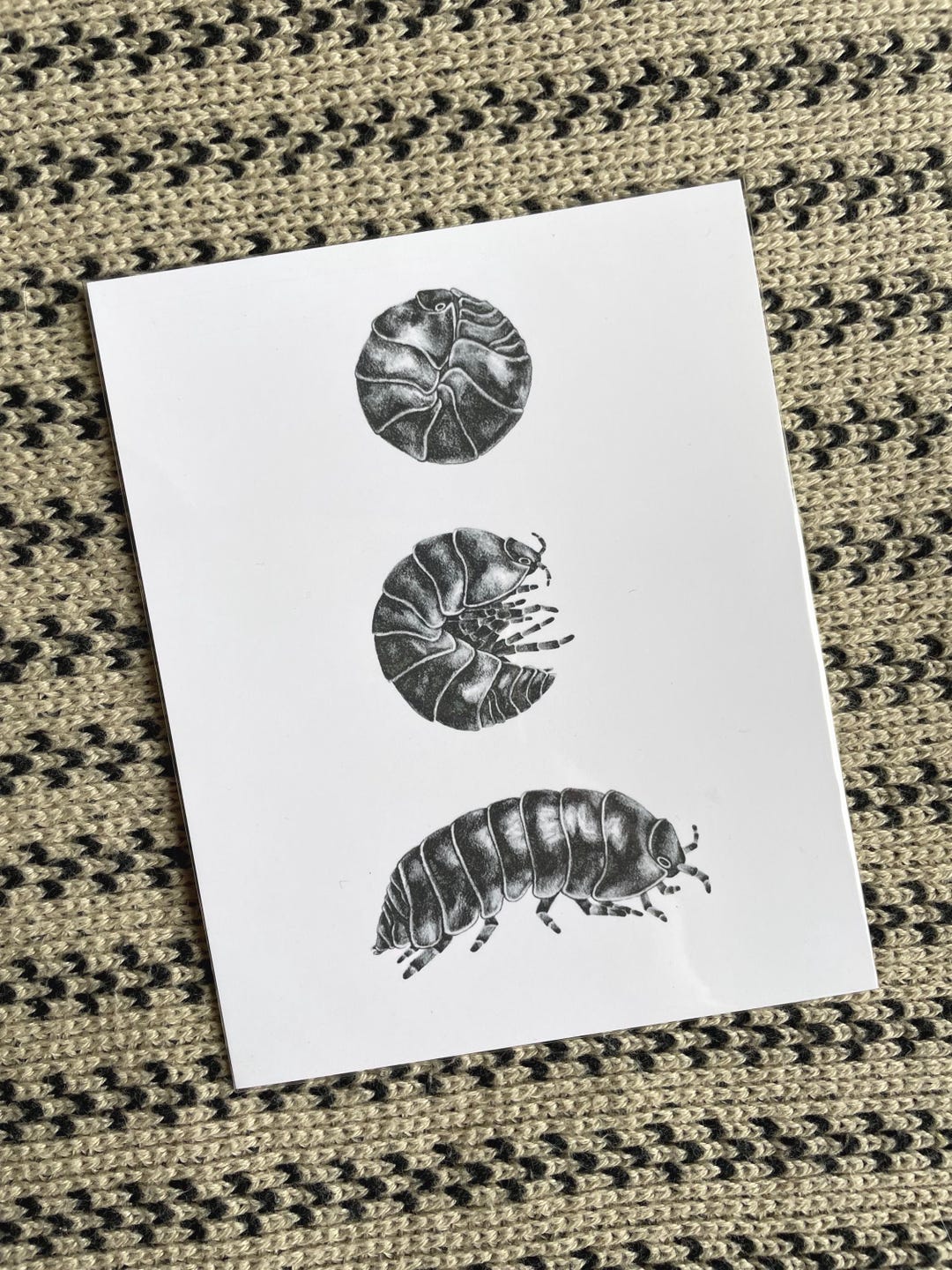 Isopod Roly Poly Mini Print - Etsy