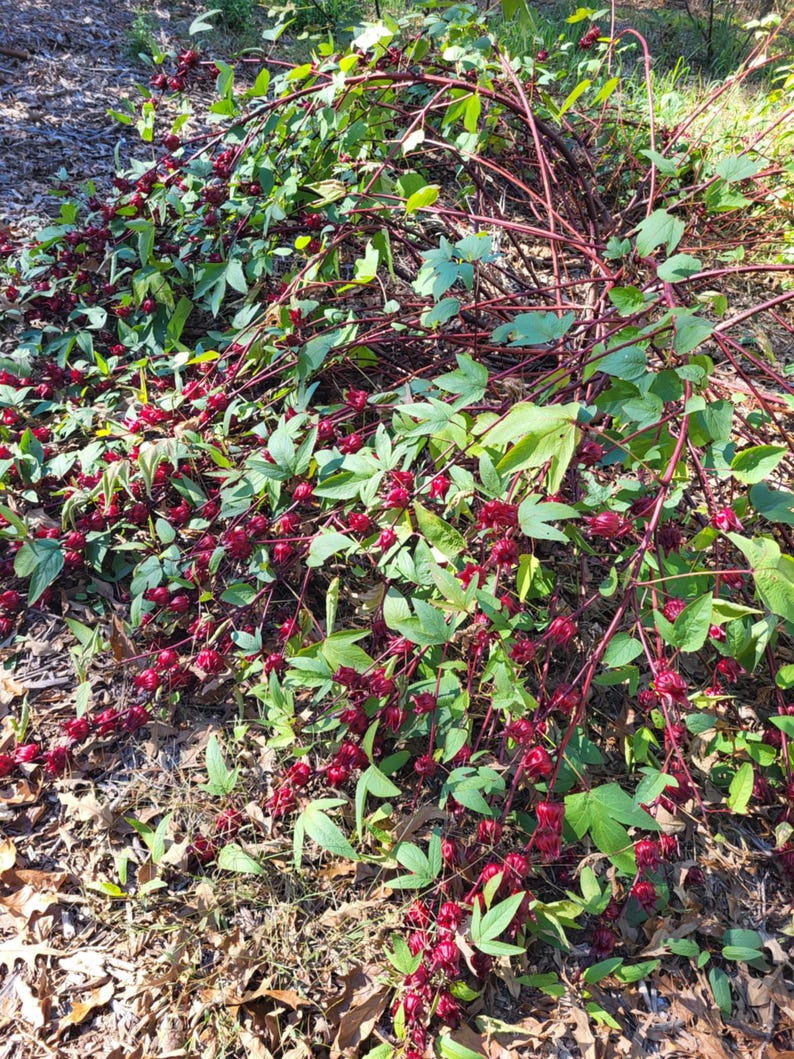 Roselle Hibiscus Seeds – Jamaican Sorrel, Edible Calyces (50+ Seeds) - Etsy