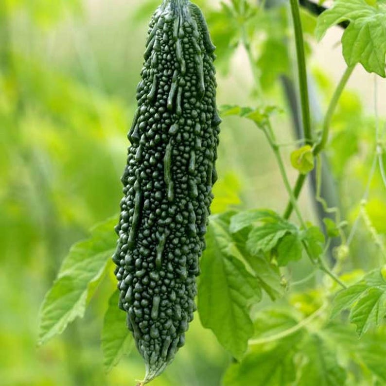 Heirloom Bitter Melon Seeds: 20 Ampalaya Seeds - Etsy