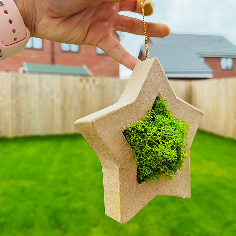 Preserved Lichen - Etsy