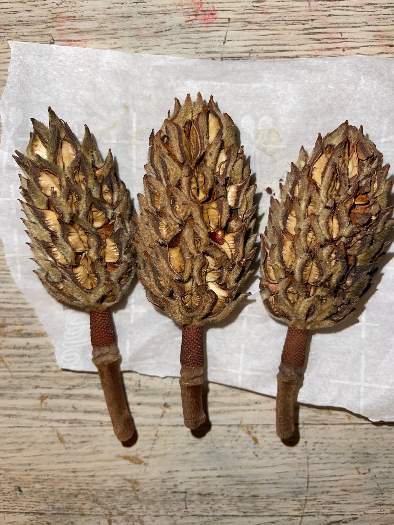 10 Magnolia Pods Seed Pods Pinecone Decor Holiday Craft - Etsy