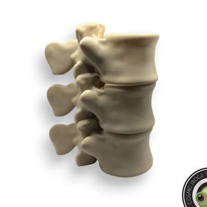Human Spine Pen Cup - 3D Printed - Pencil Holder - Flower Vase Planter ...