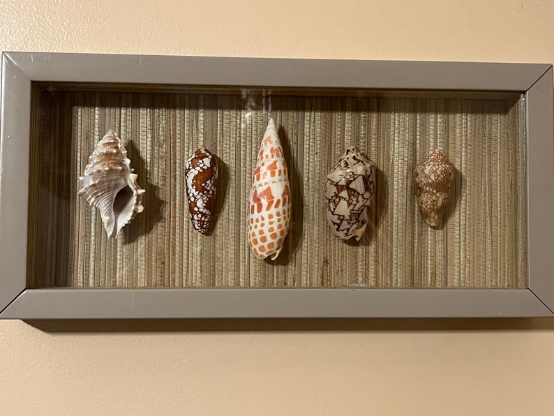 Pair of Seashell Display Shadowboxes - Etsy