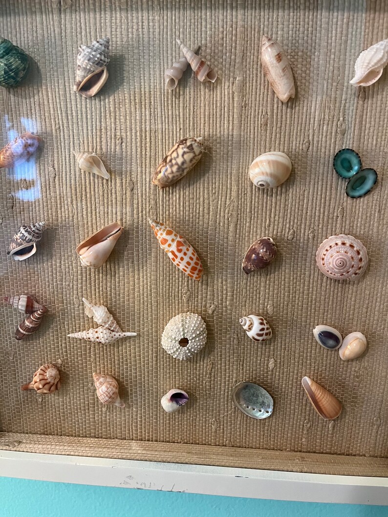 Mini Seashells Square Shadowbox Display Nautical or Coastal - Etsy