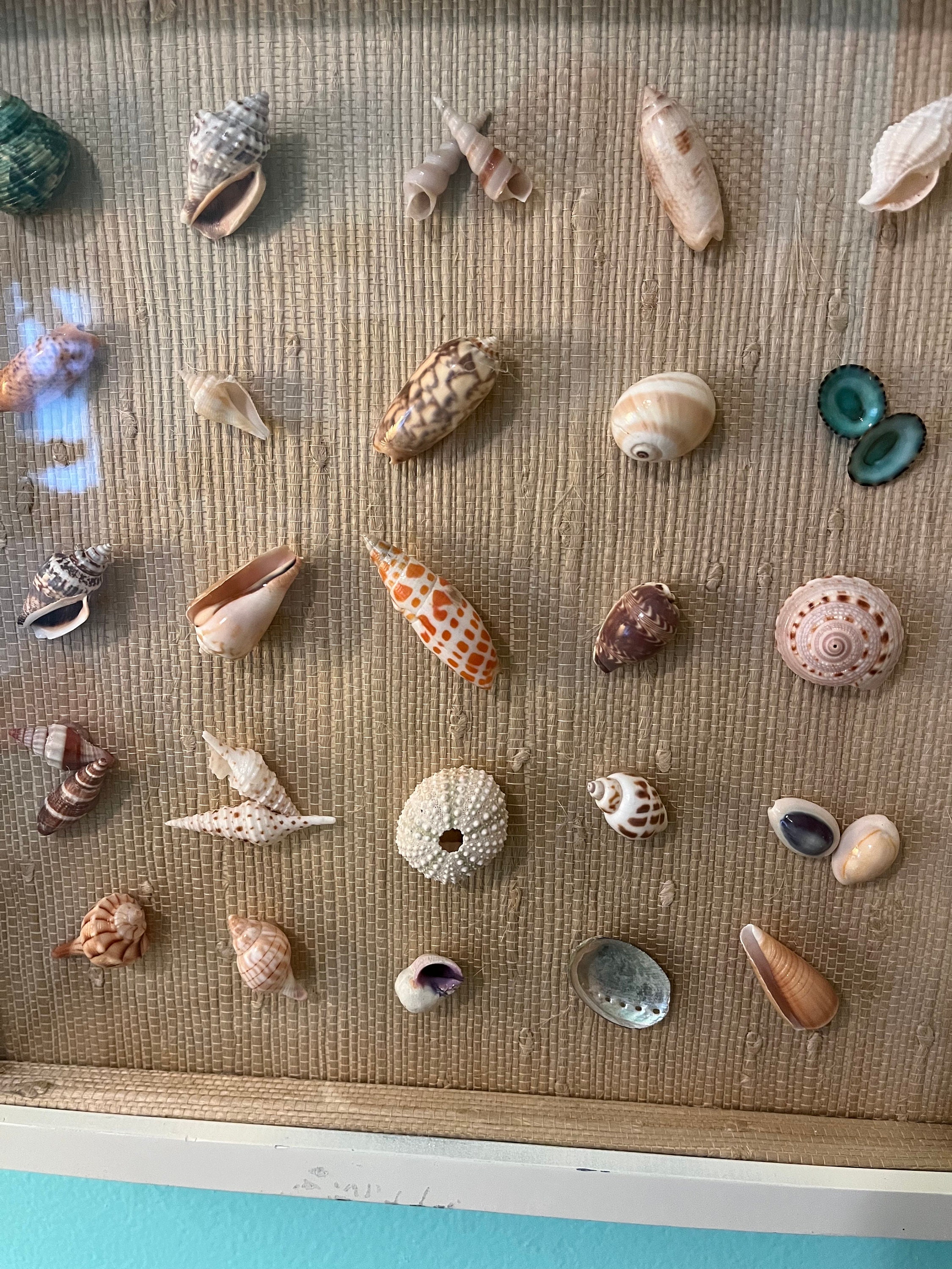 Mini Seashells Square Shadowbox Display Nautical or Coastal - Etsy