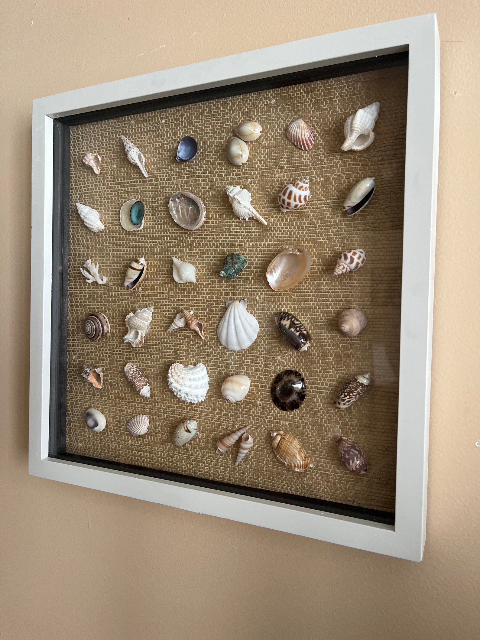 Mini Seashells Shadowbox Display Nautical or Coastal Decor - Etsy