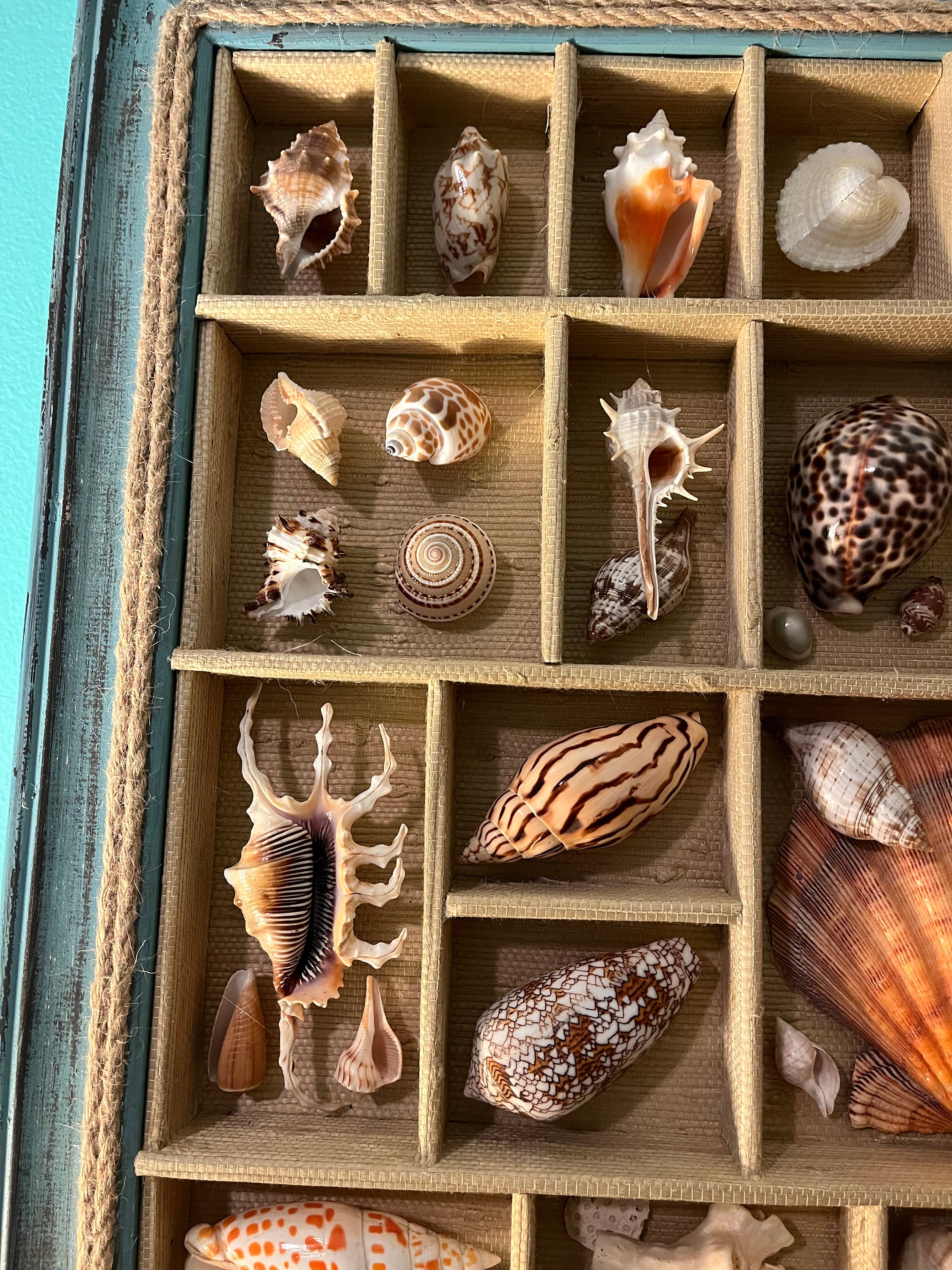 Large Naturalistic Shell Collage With Rare Junonia Shell - Etsy