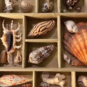 Large Naturalistic Shell Collage With Rare Junonia Shell - Etsy
