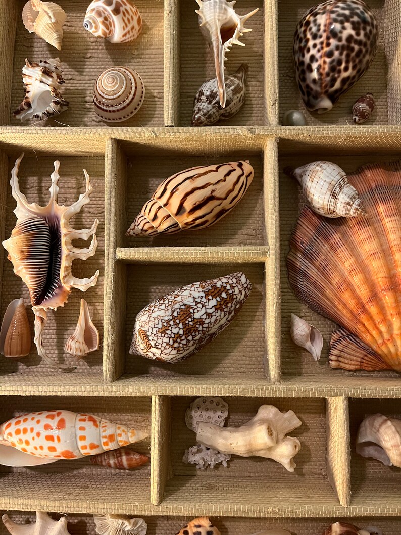 Large Naturalistic Shell Collage With Rare Junonia Shell - Etsy