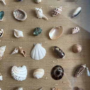Mini Seashells Shadowbox Display Nautical or Coastal Decor - Etsy