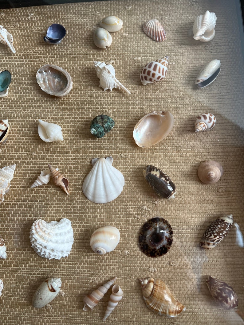 Mini Seashells Shadowbox Display Nautical or Coastal Decor - Etsy