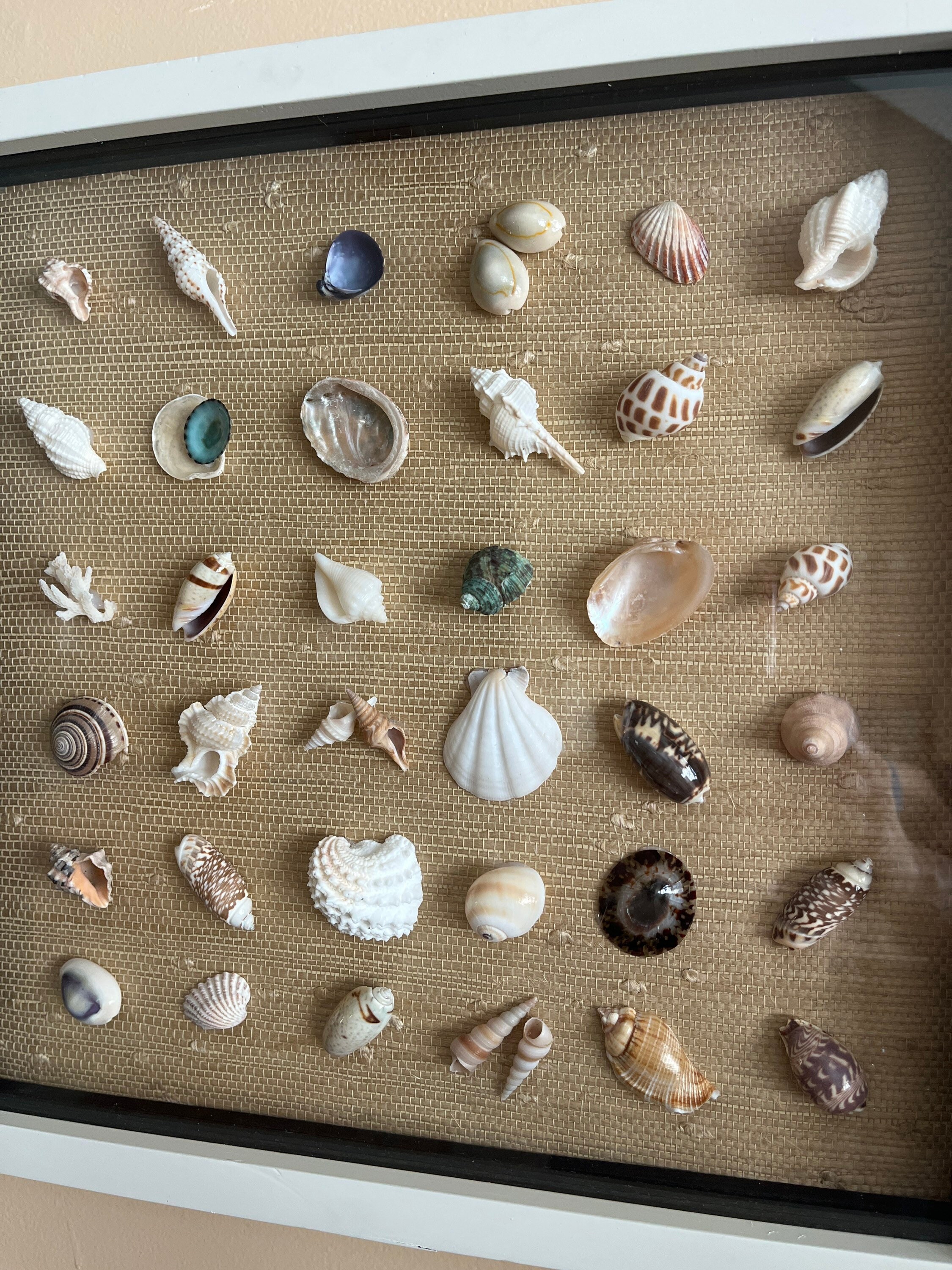 Mini Seashells Shadowbox Display Nautical or Coastal Decor - Etsy