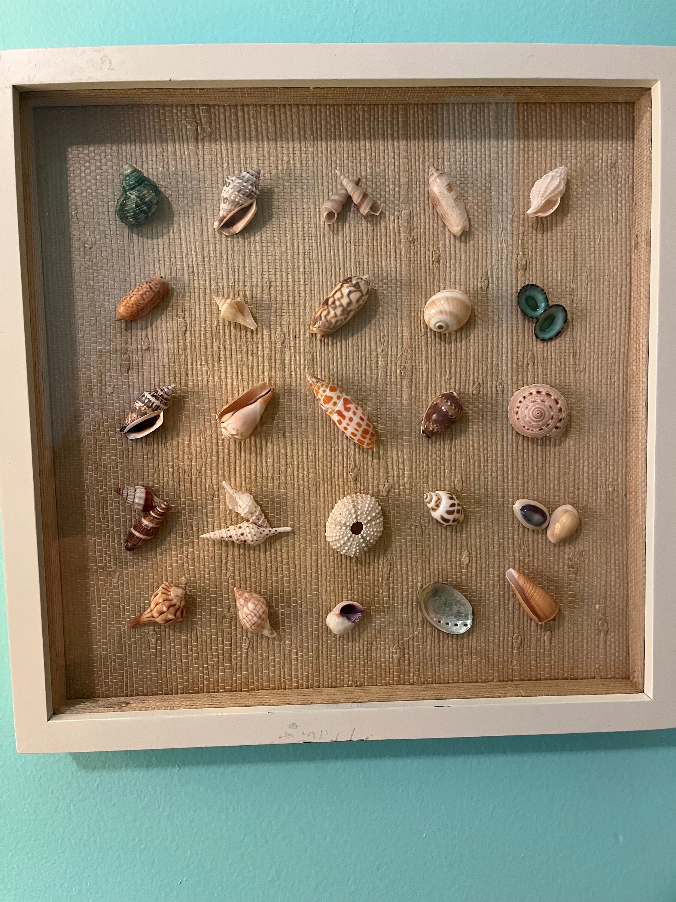Mini Seashells Square Shadowbox Display Nautical or Coastal - Etsy