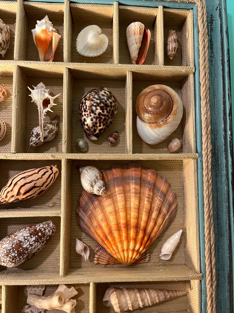 Large Naturalistic Shell Collage With Rare Junonia Shell - Etsy