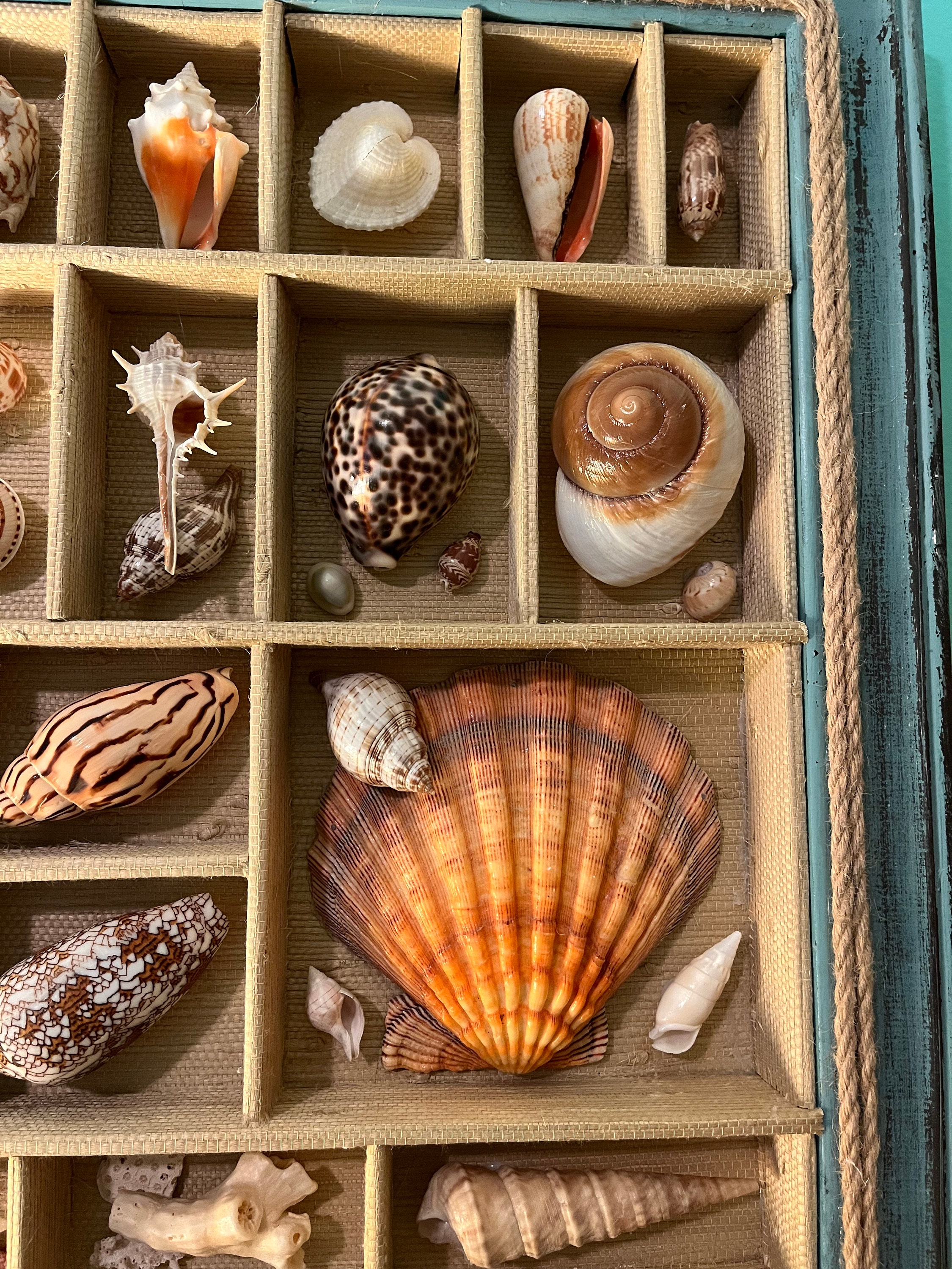 Large Naturalistic Shell Collage With Rare Junonia Shell - Etsy