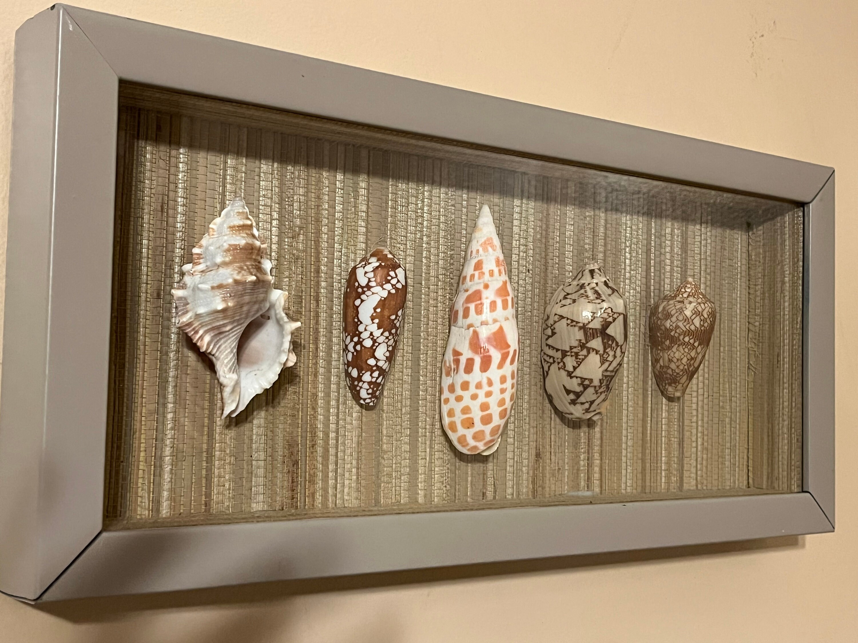 Pair of Seashell Display Shadowboxes - Etsy
