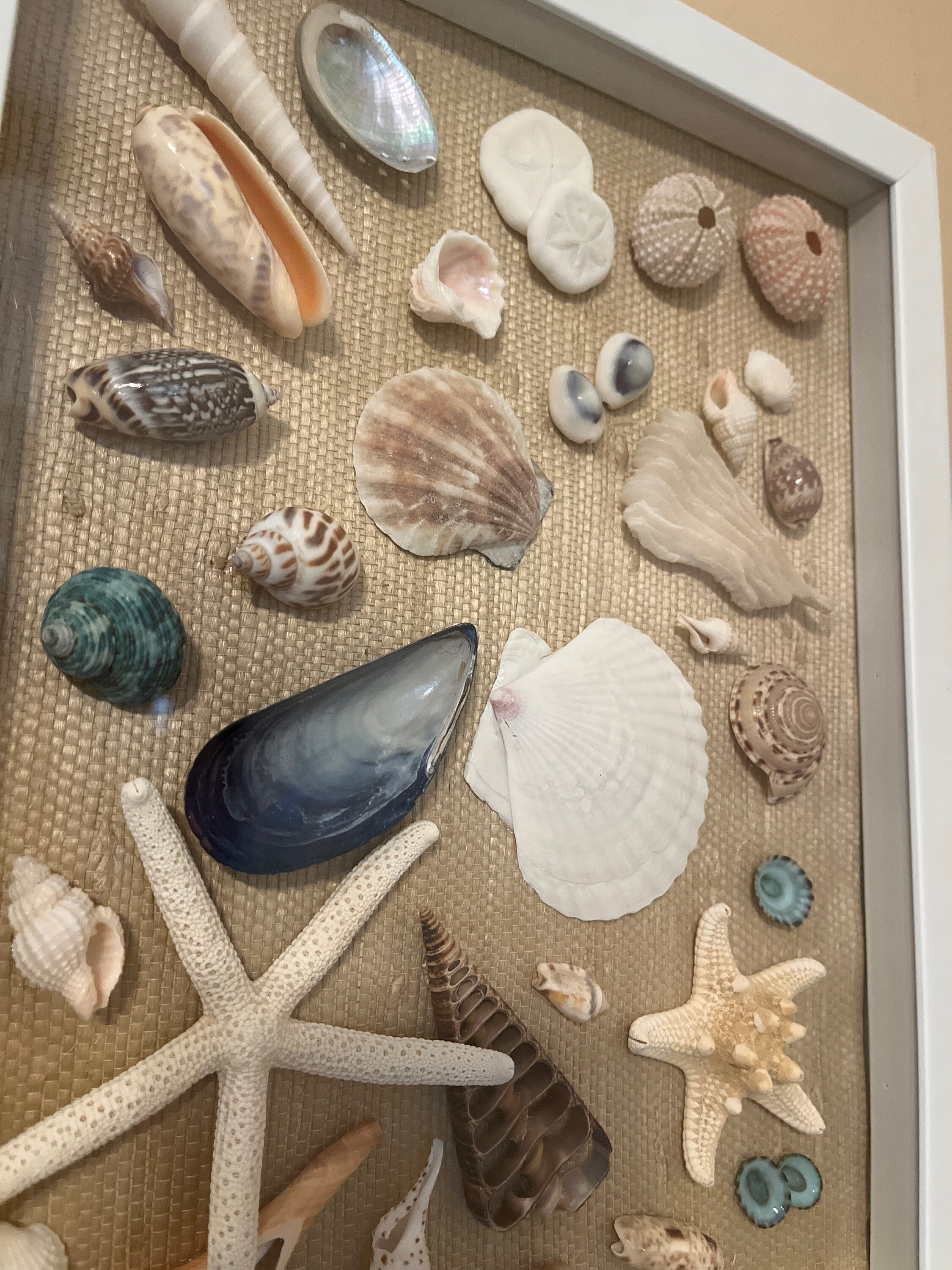 Seashell Shadowbox Display Nautical Themed, Vertical or Horizontal ...