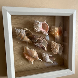 7 Shells Shadowbox Display Nautical and Costal Decor - Etsy