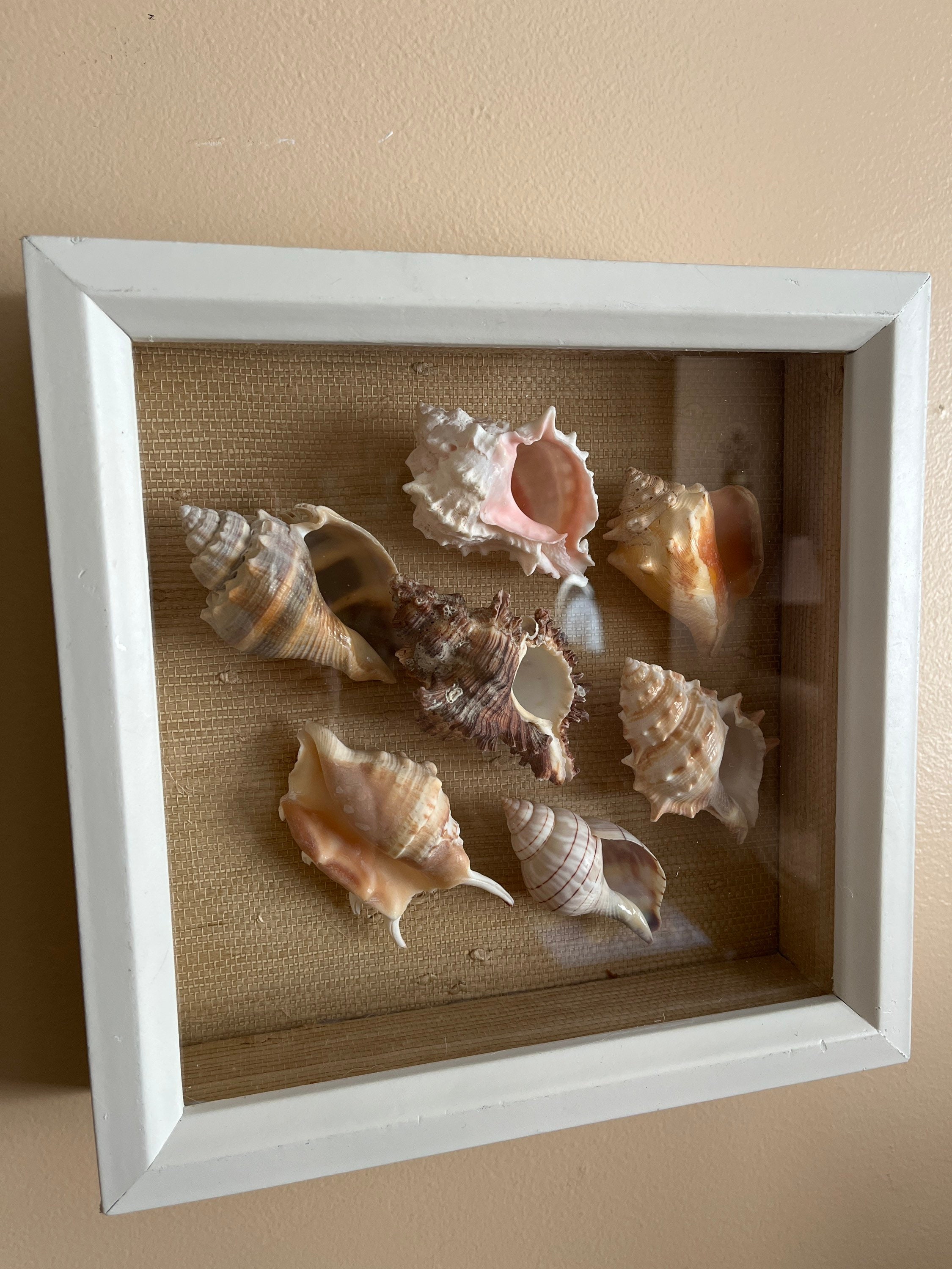 7 Shells Shadowbox Display Nautical and Costal Decor - Etsy