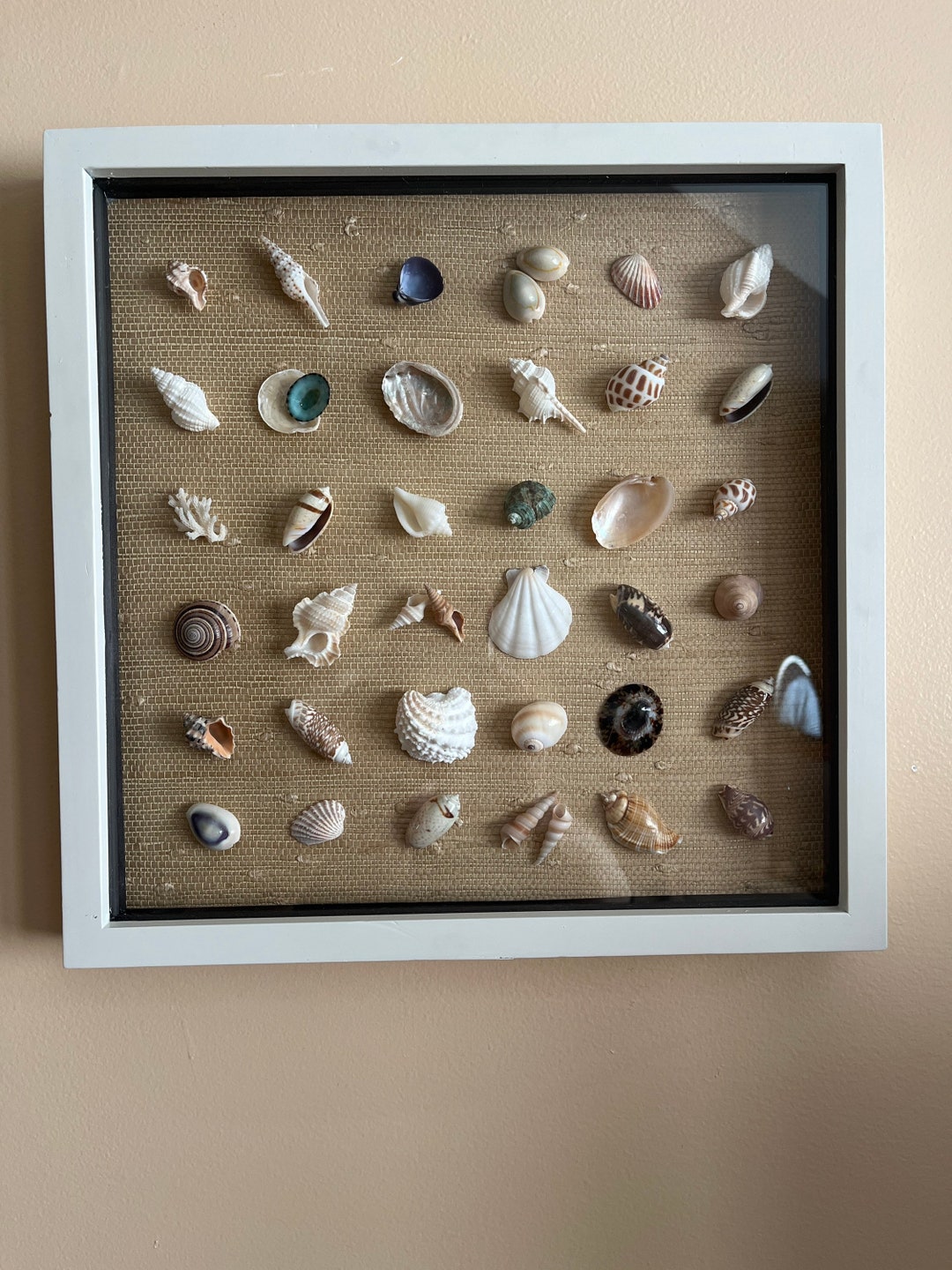 Mini Seashells Shadowbox Display Nautical or Coastal Decor - Etsy