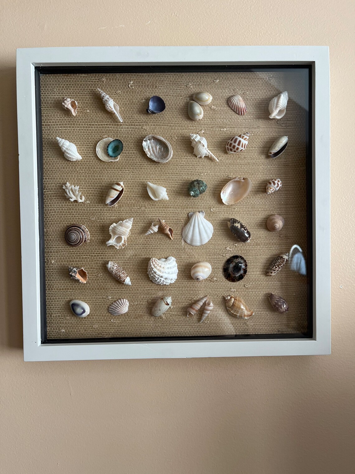 Mini Seashells Shadowbox Display Nautical or Coastal Decor - Etsy