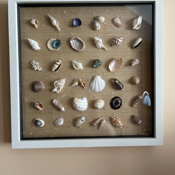 Seashell Display Box - Etsy