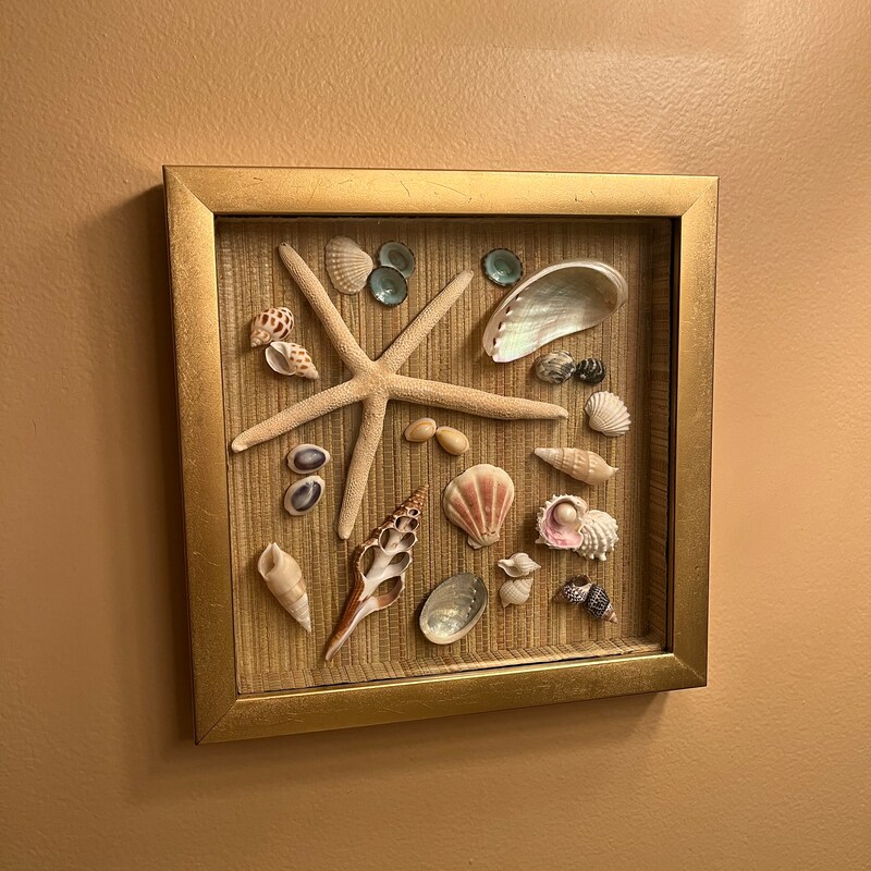 Seashell Display Box - Etsy
