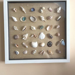Mini Seashells Shadowbox Display Nautical or Coastal Decor - Etsy