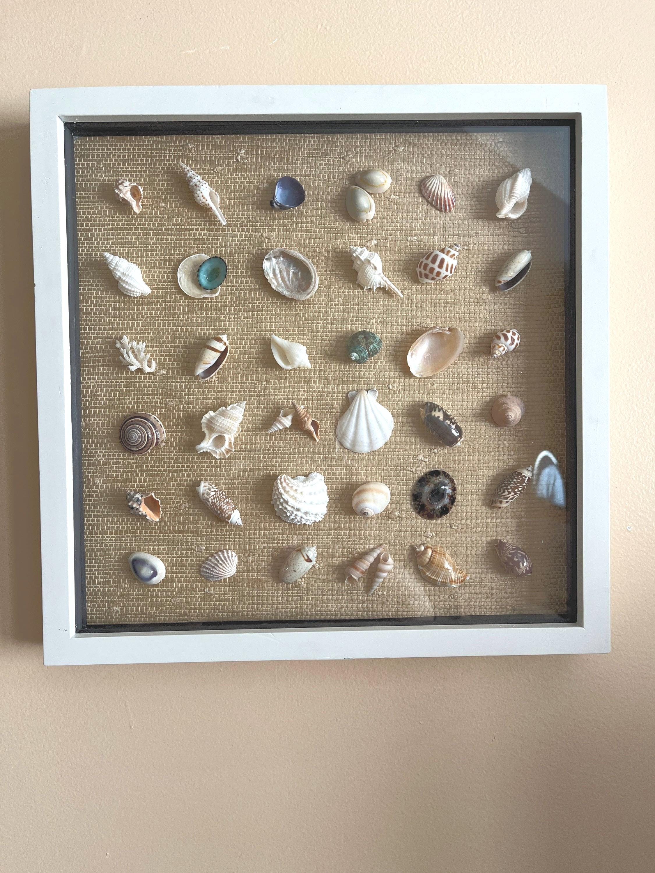 Mini Seashells Shadowbox Display Nautical or Coastal Decor - Etsy