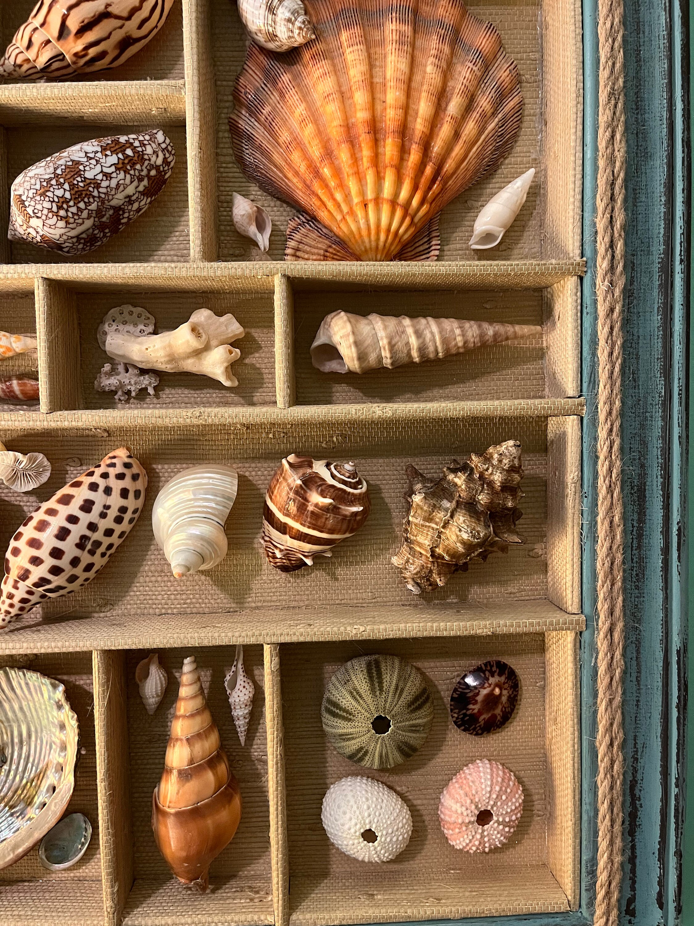 Large Naturalistic Shell Collage With Rare Junonia Shell - Etsy