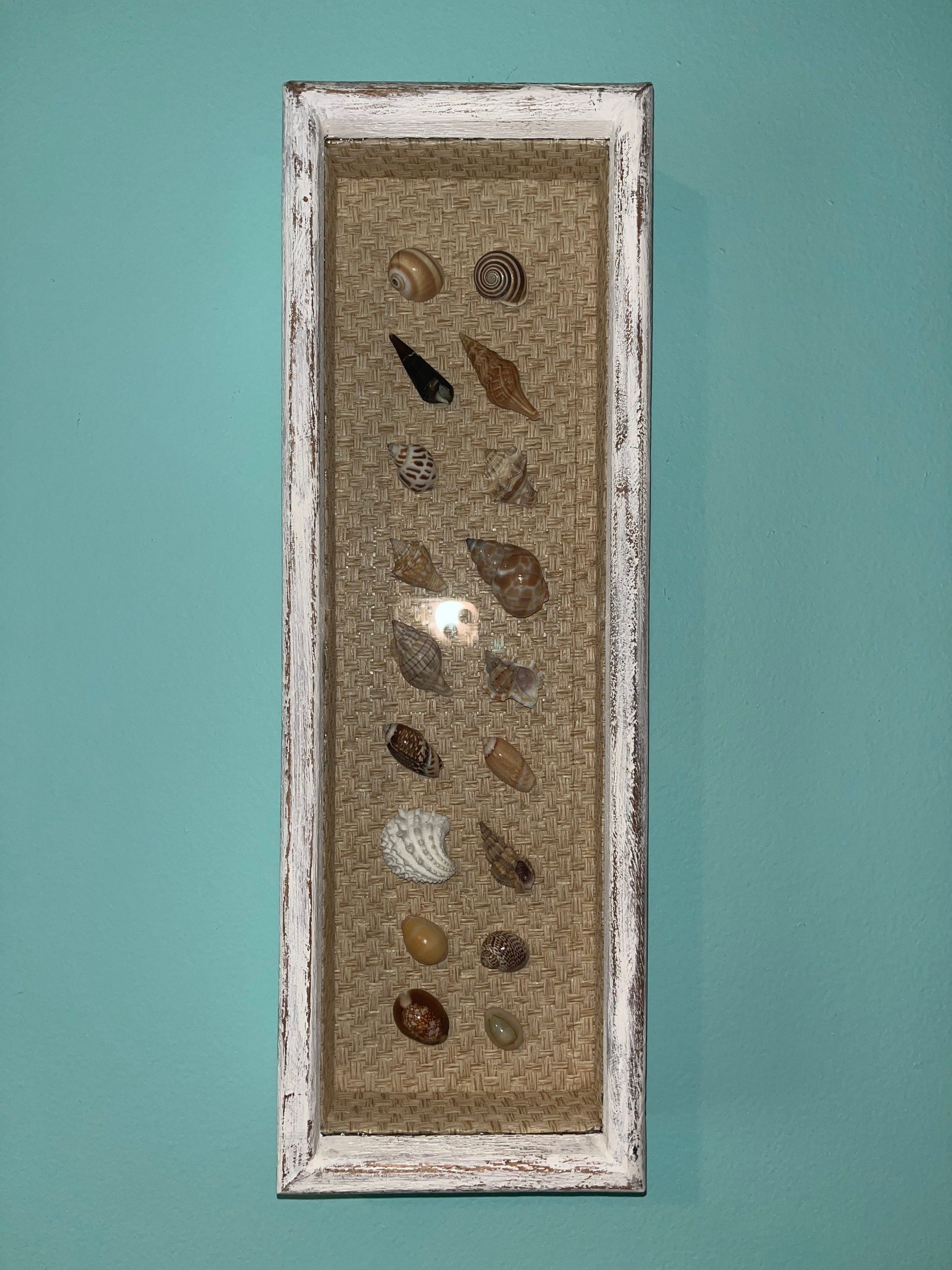 Long Seashell Shadowbox Display Beachcomber Nautical Display - Etsy