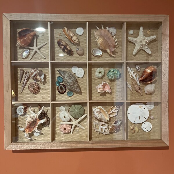 Seashell Display - Etsy