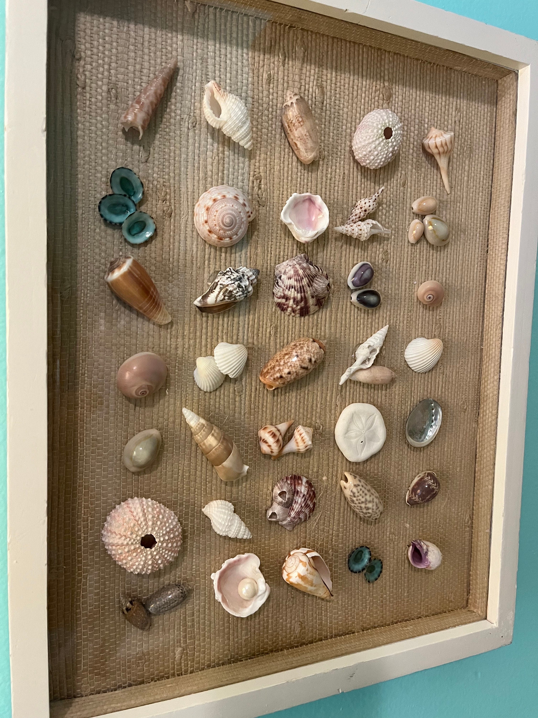 Mini Seashells Distressed Shadowbox Display Nautical or Coastal Decor #2 - Etsy