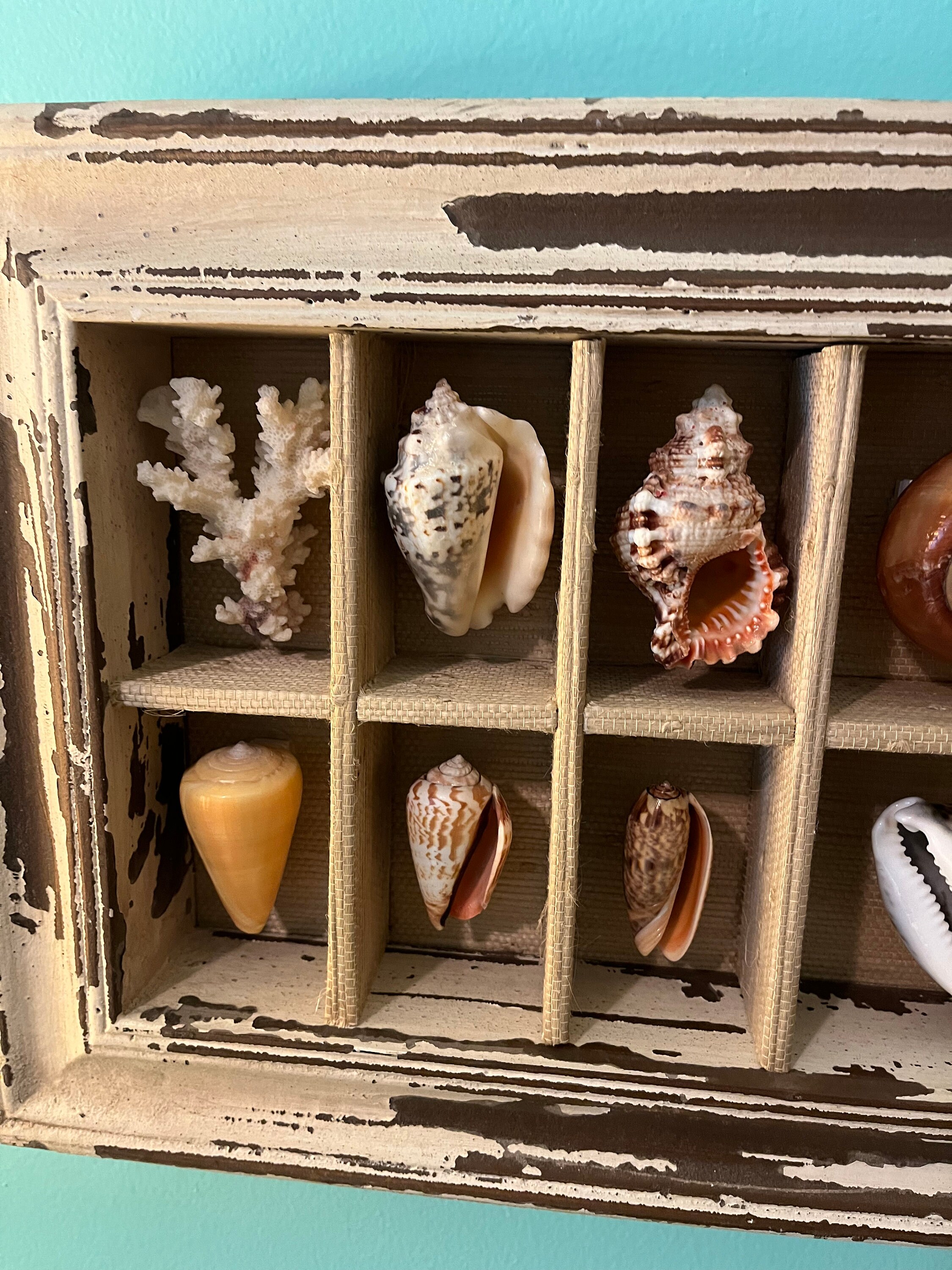 Large Specimen Open Seashell Display - Etsy