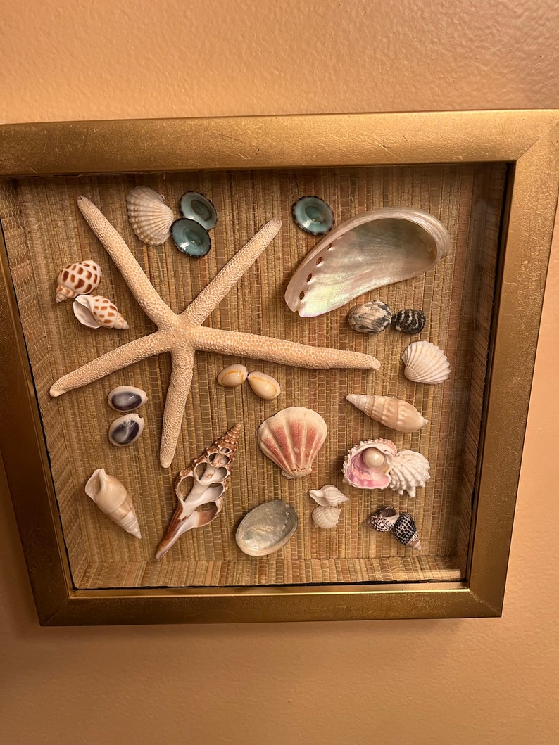 Gold Framed Seashell Shadowbox Display - Etsy