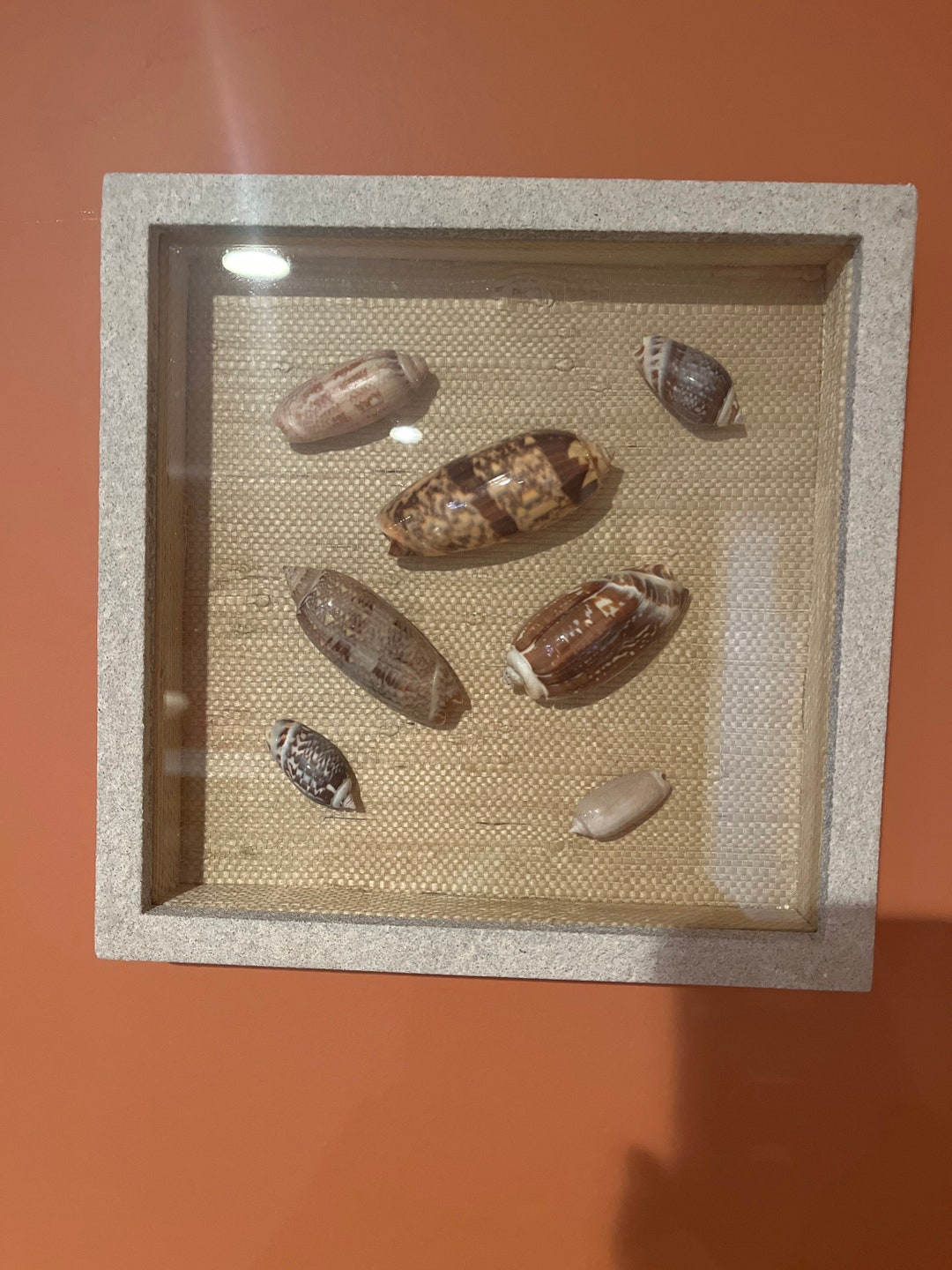 Study of Olive Shells Shadowbox, Nautical or Beach Theme Decor - Etsy