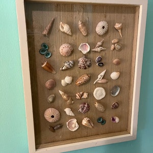Mini Seashells Distressed Shadowbox Display Nautical or Coastal Decor #2 - Etsy