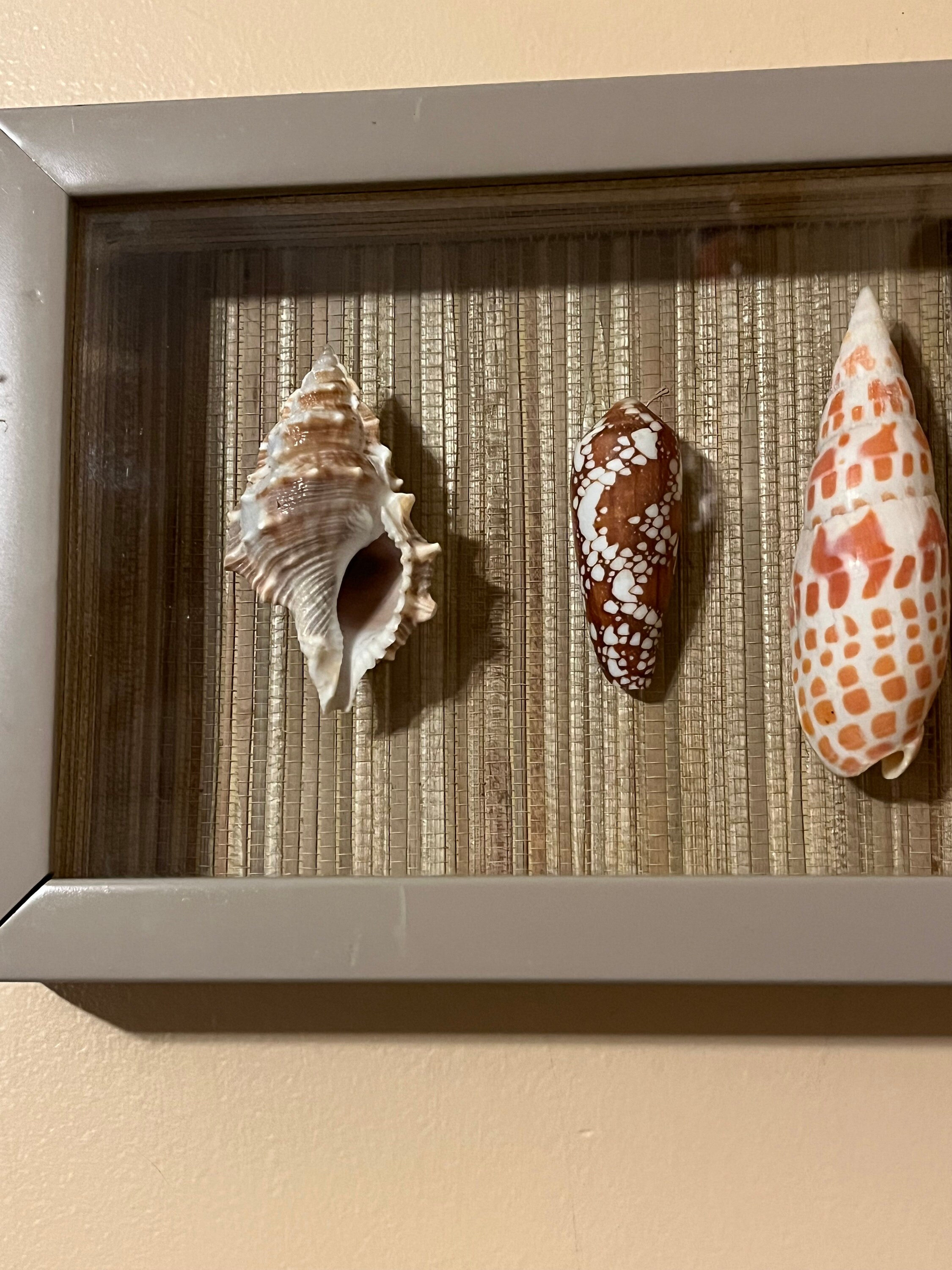 Pair of Seashell Display Shadowboxes - Etsy