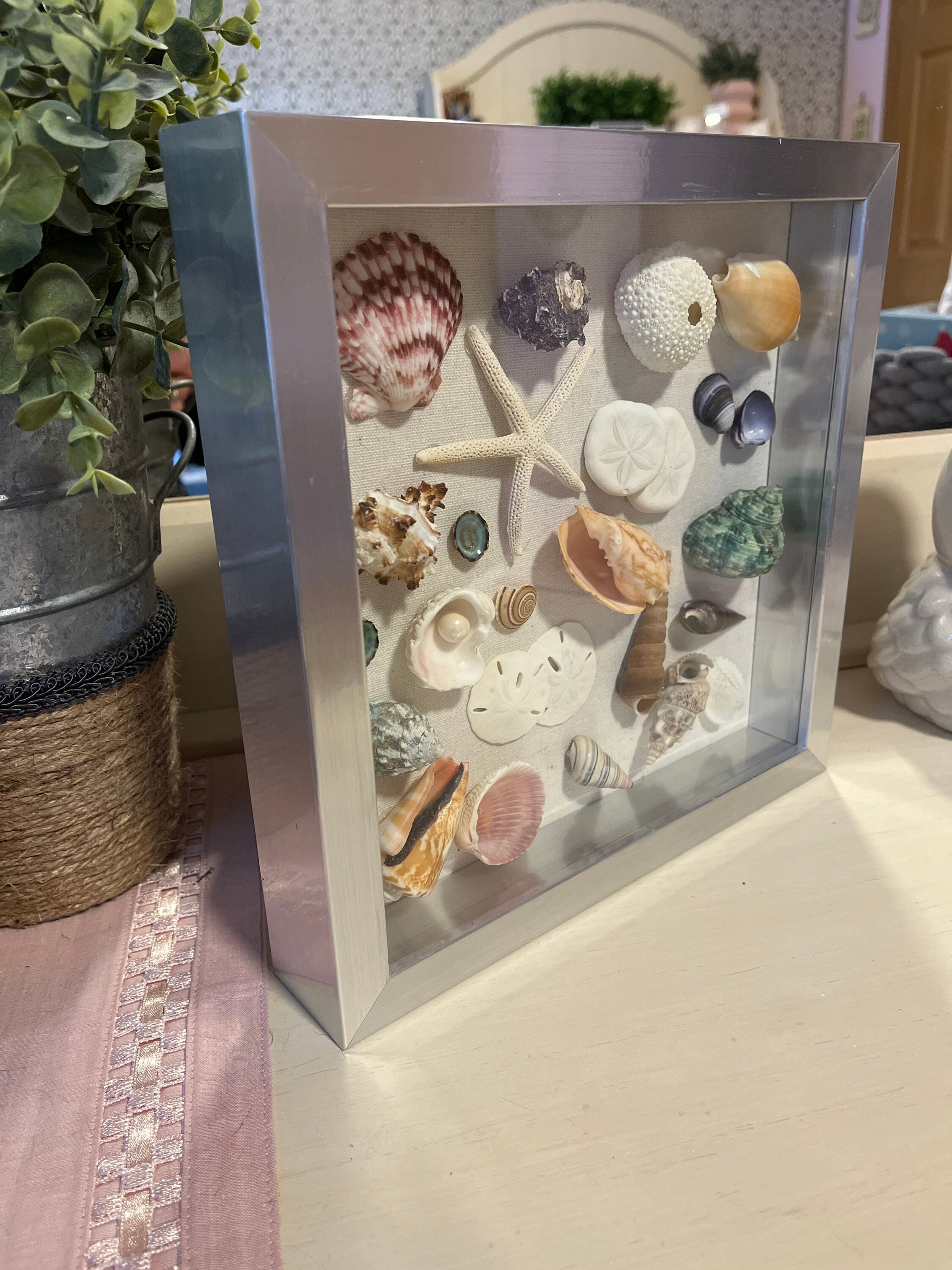Seashell Display 1 Nautical Themed - Etsy