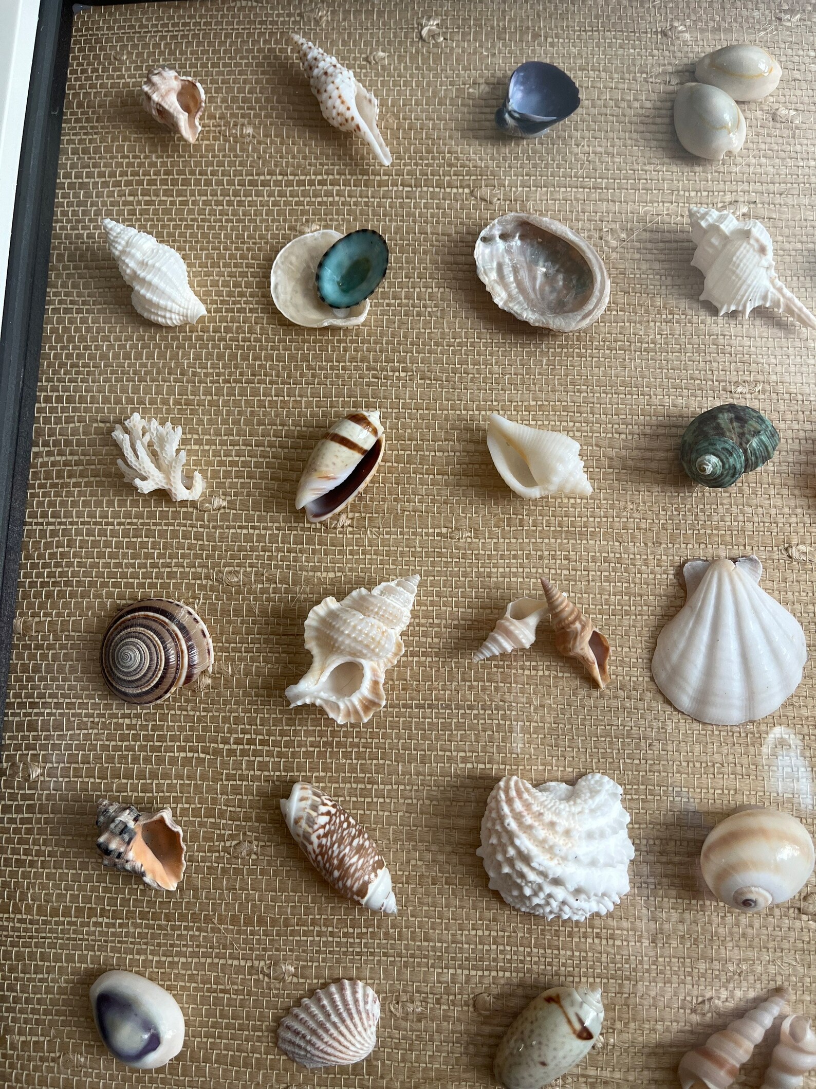 Mini Seashells Shadowbox Display Nautical or Coastal Decor - Etsy