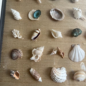 Mini Seashells Shadowbox Display Nautical or Coastal Decor - Etsy
